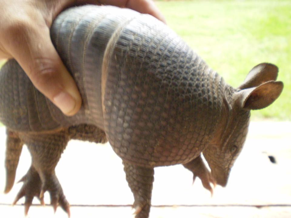 SEVEN-BANDED ARMADILLO Dasypus septemcinctus FAUNA PARAGUAY